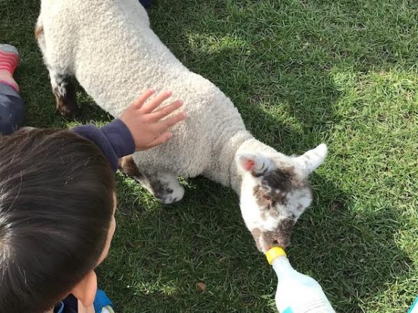 Fendalton School Library